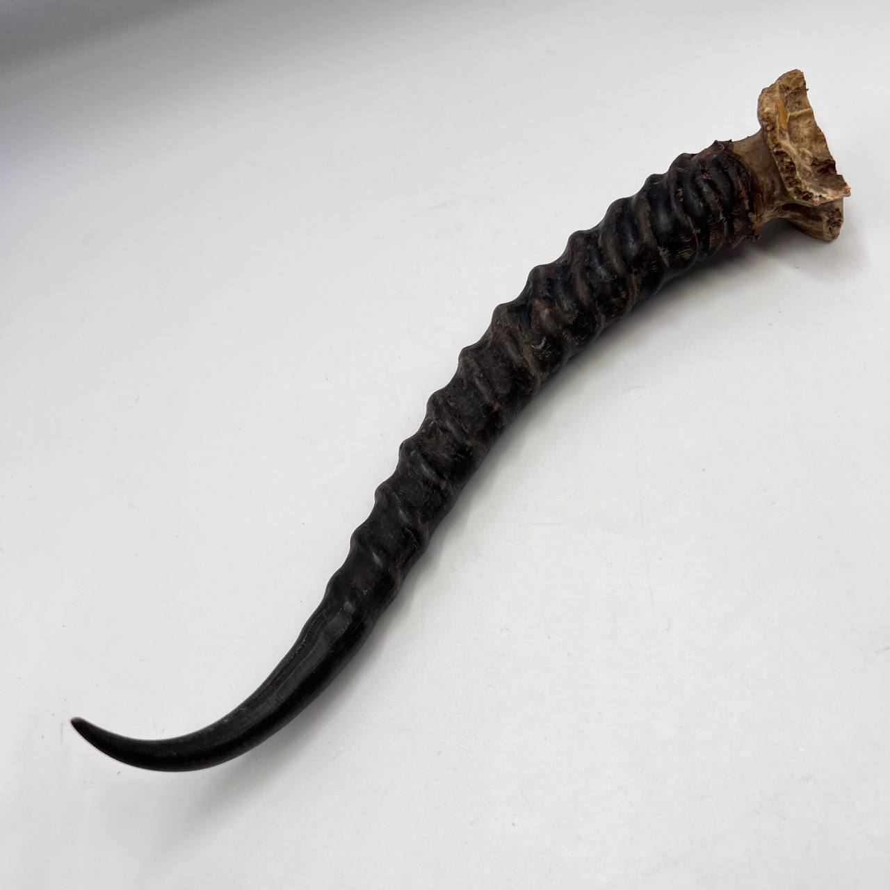 Original Vintage Gazelle Saiga Horn Home Decor Taxidermy 136 gr